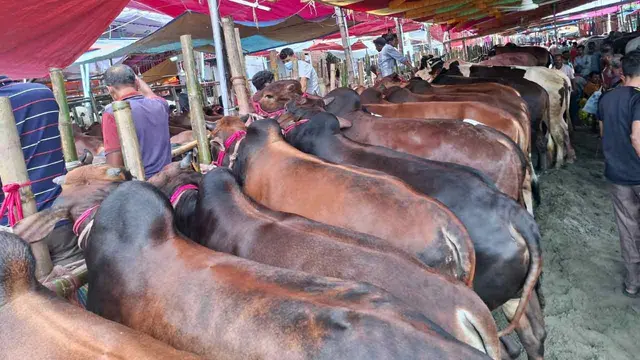 গাবতলীতে ২ লাখ টাকার নিচের গরু বিক্রি বেশি, ‘দাম কম’ বলছেন বিক্রেতারা
