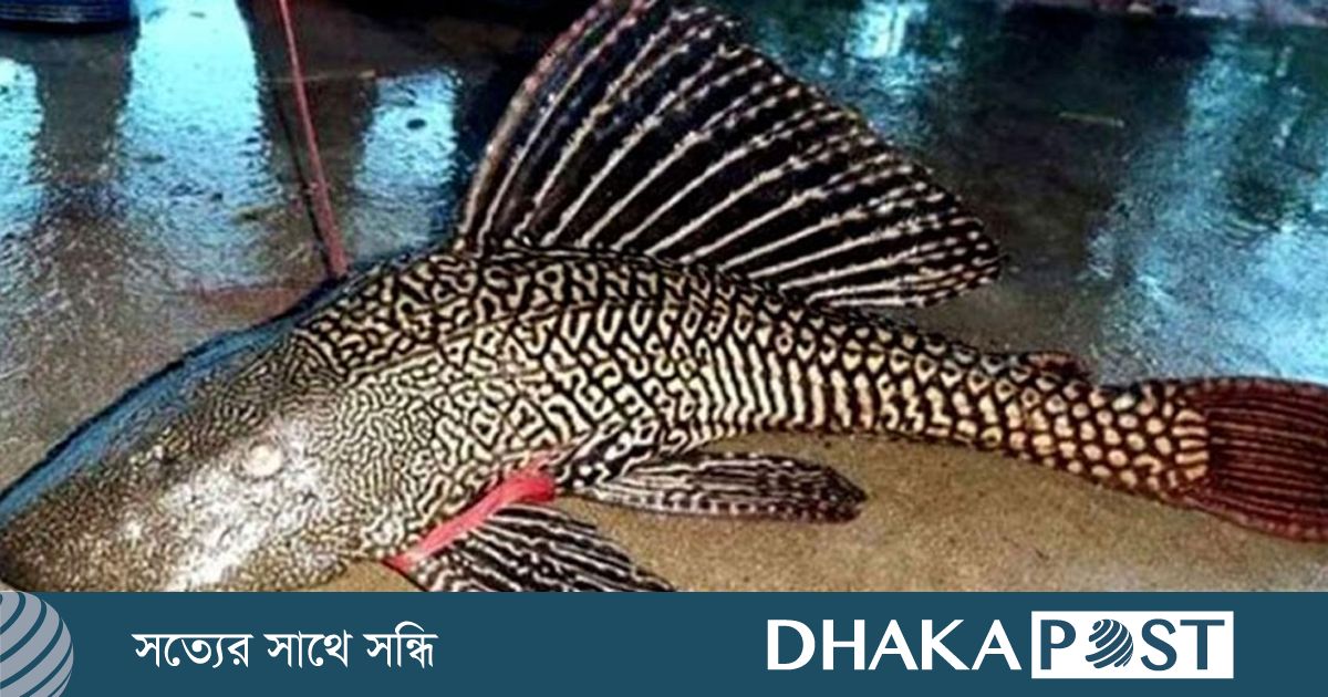 মাছ দেখে ভয় পেলেন জেলে