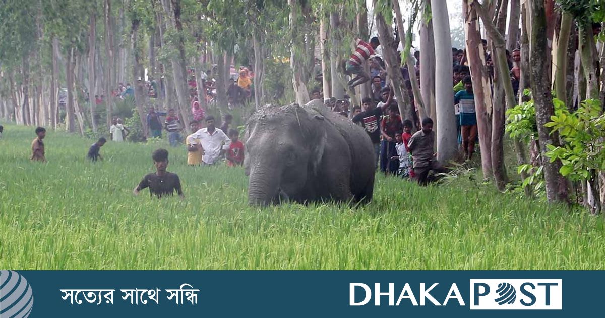 গাইবান্ধায় হাতির তাণ্ডবে ৫০ বিঘা জমির ফসল বিনষ্ট