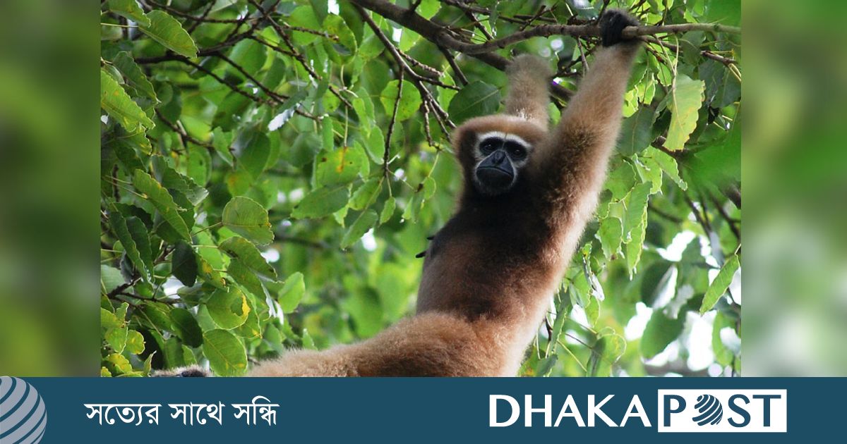 বাংলাদেশে বিলুপ্তির ঝুঁকিতে উল্লুক