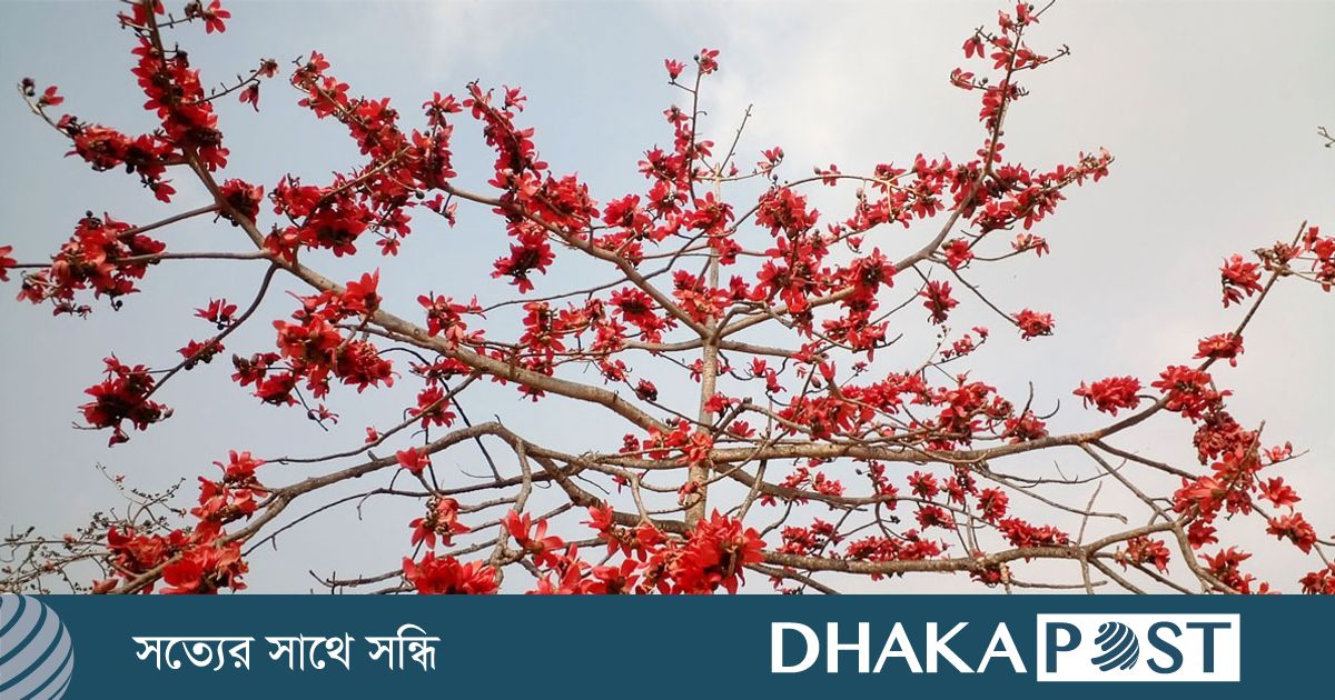 এশিয়ার বৃহৎ শিমুল বাগানে বসেছে ফুলের মেলা