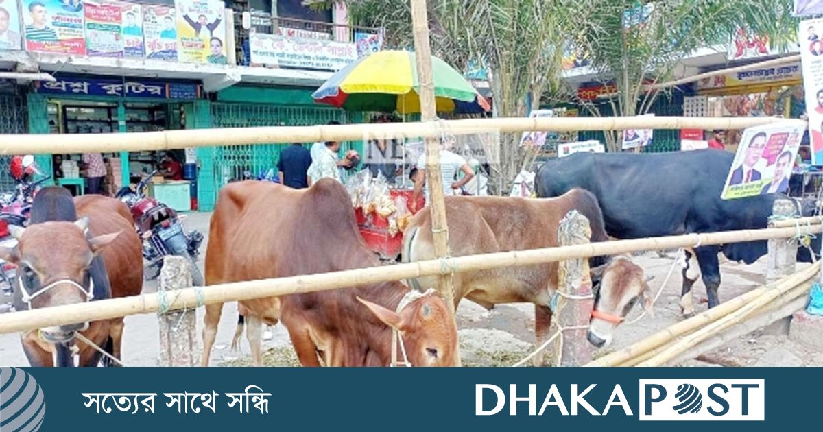 নেতাকর্মীদের খাওয়াতে জবাই করা হবে ১০টি গরু
