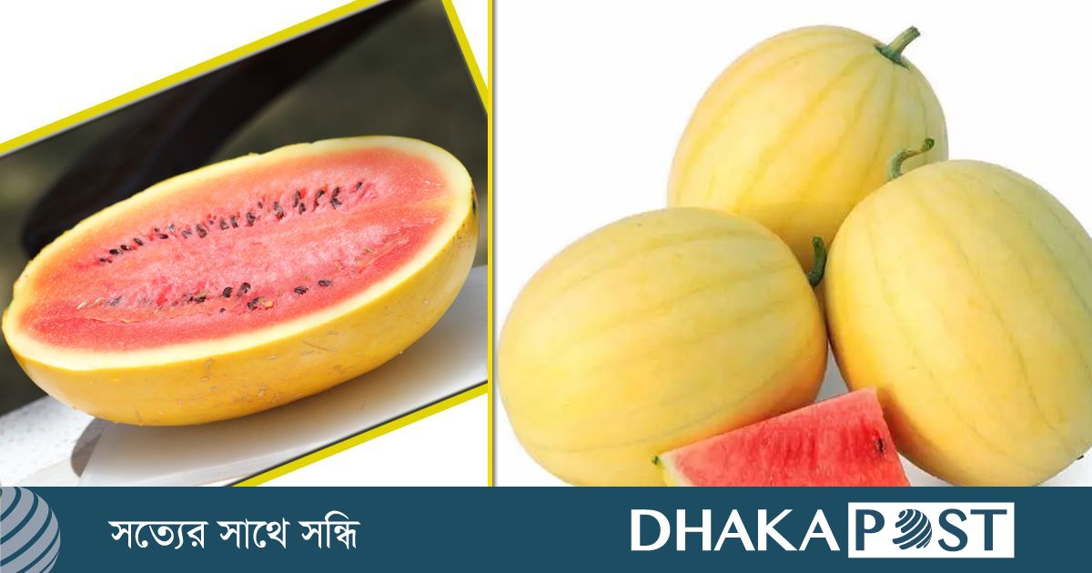 এক উৎসবে উঠল ৫০ ধরনের হলুদ তরমুজ