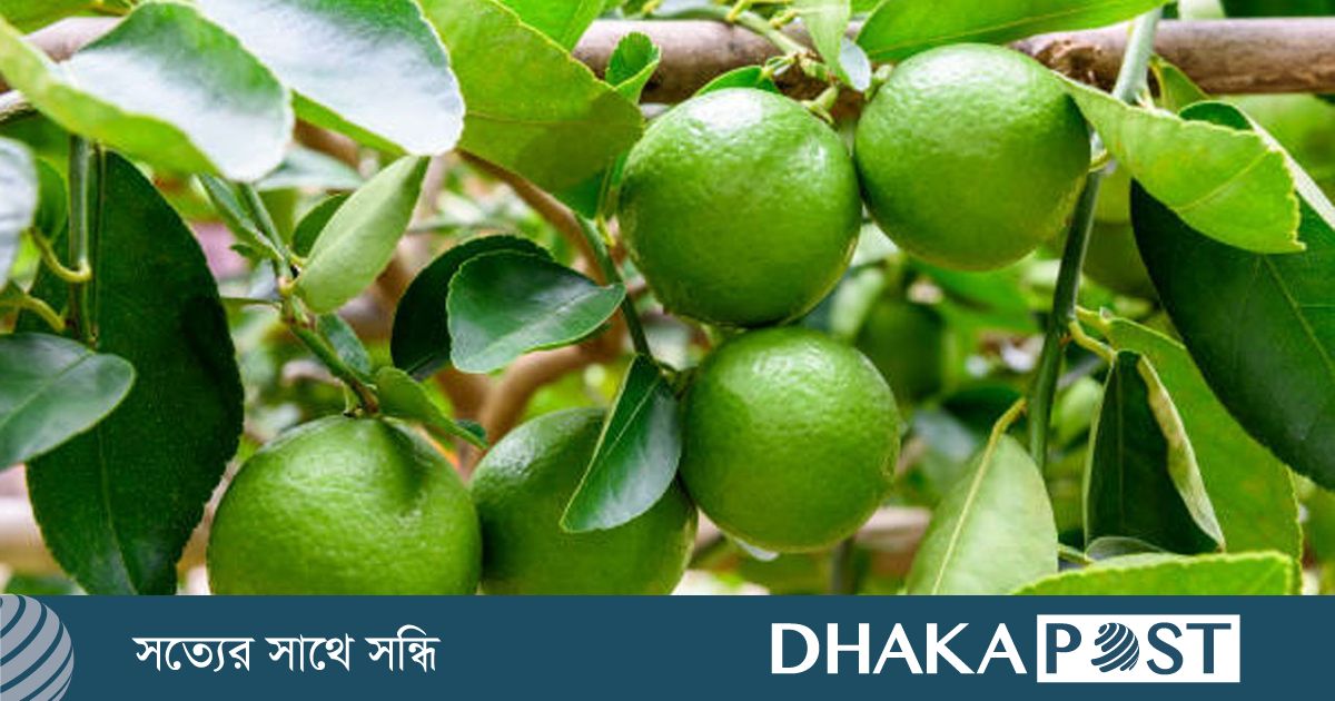 লেবু দীর্ঘদিন তাজা রাখার উপায়