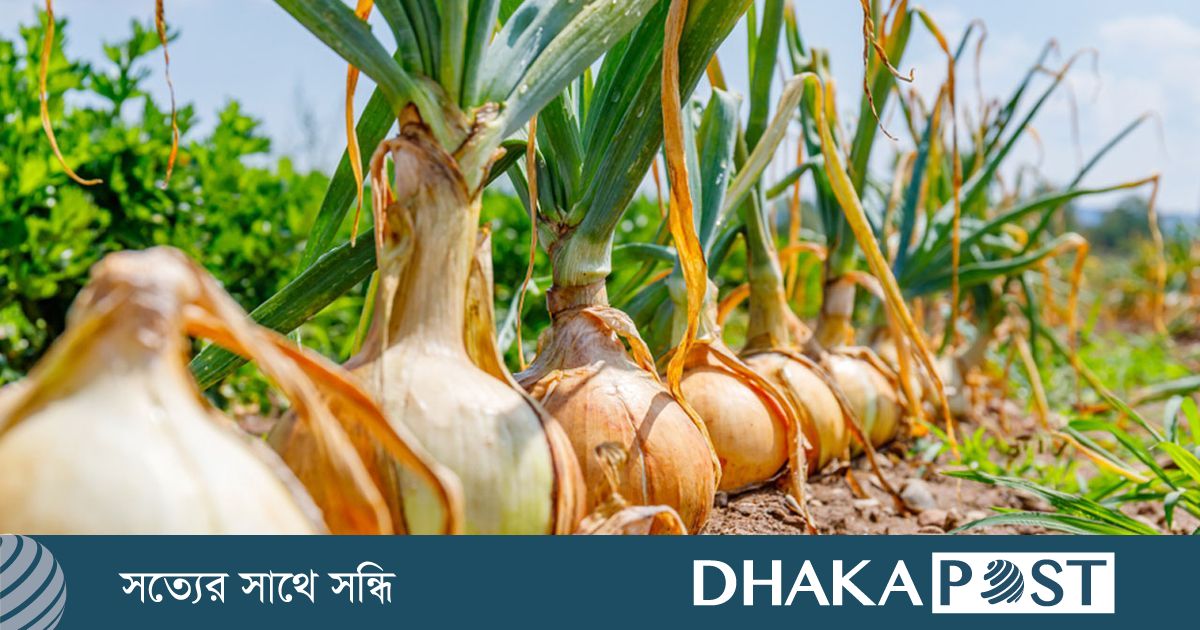 পেঁয়াজ নিয়ে কোরআন-হাদিসে যা বলা হয়েছে