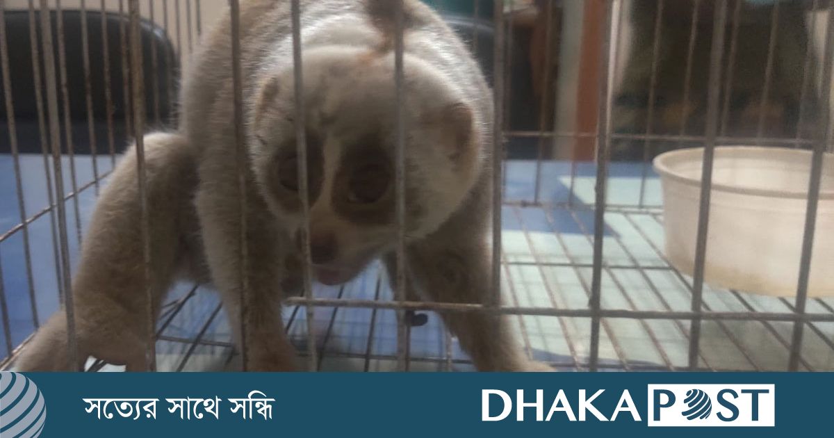 কাপ্তাই জাতীয় উদ্যানে লজ্জাবতী বানর অবমুক্ত