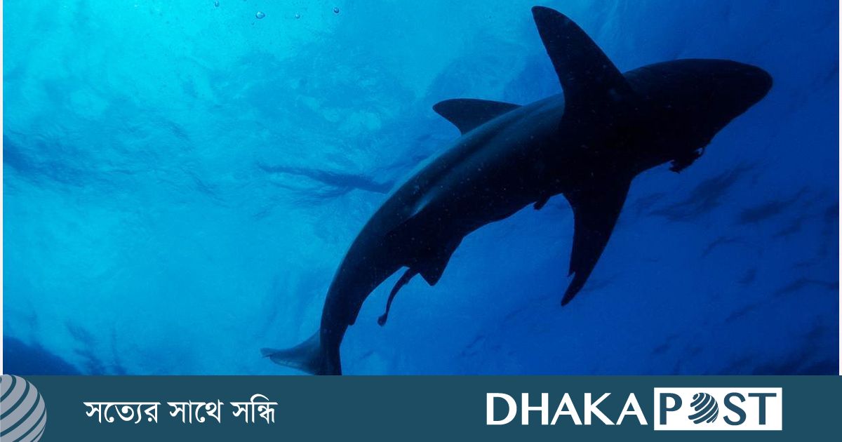 হাঙর সংরক্ষণে অভিনব উদ্যোগ