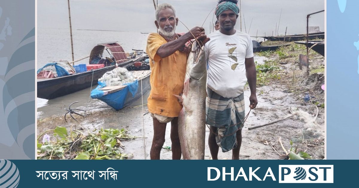 পদ্মায় জেলের জালে ১২ কেজির বোয়াল