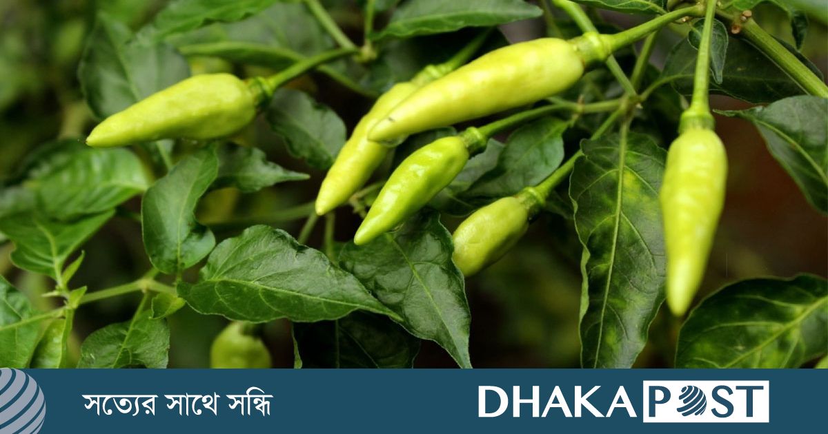 কাঁচা মরিচ বেশি খেলে কী হয়?