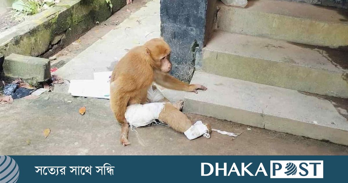 চিকিৎসা নিতে পরপর ৩ দিন নিজেই হাসপাতালে এলো বানর