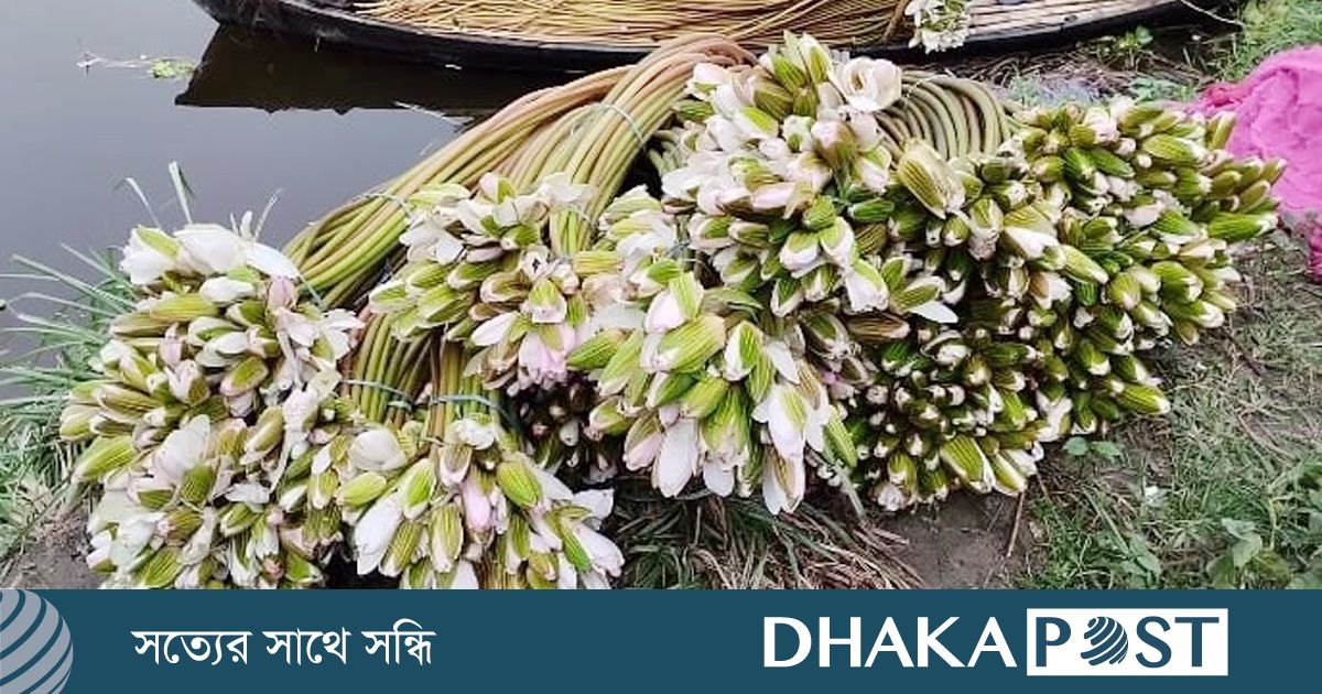 আড়িয়ল বিলের শাপলা বিকল্প আয়ের উৎস