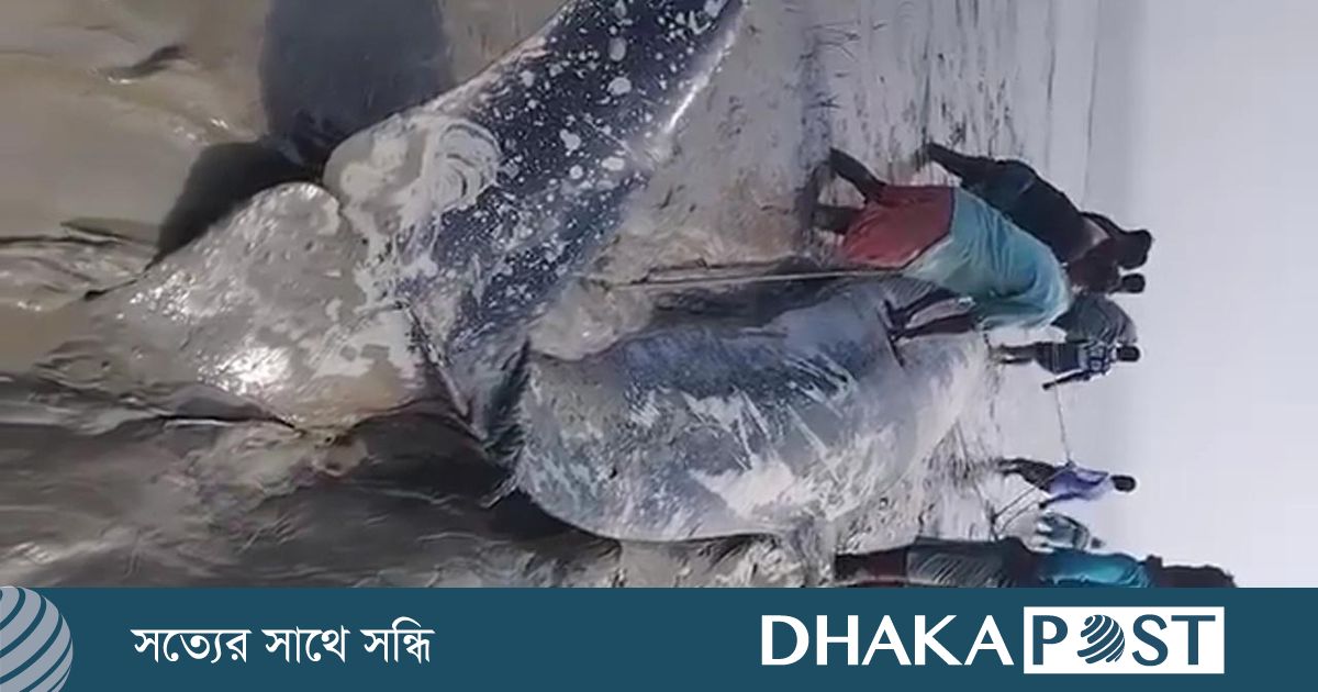ডুবচরে আটকে পড়া জীবিত তিমি মেঘনায় ভাসিয়ে দিলেন জেলেরা