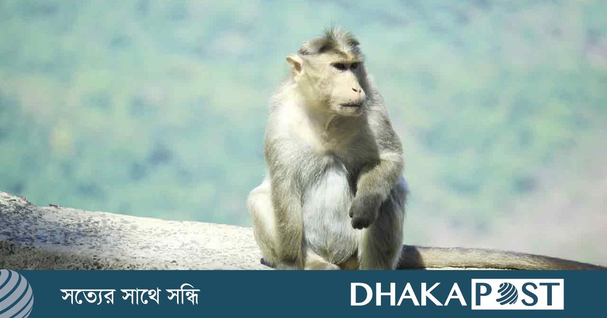 চলন্ত গাড়ির সামনে হঠাৎ চলে এল বানর, প্রাণ গেল ৩ ব্যাংক কর্মকর্তার
