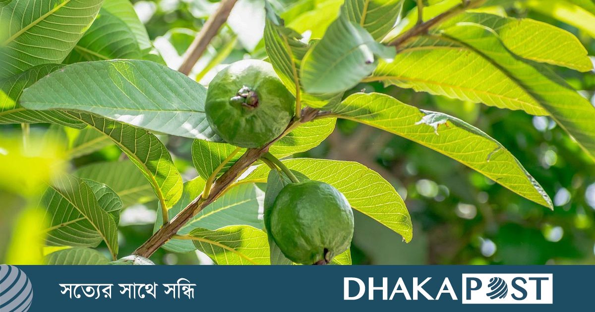 পেয়ারা পাতা চিবিয়ে খেলে যে উপকার পাওয়া যায়