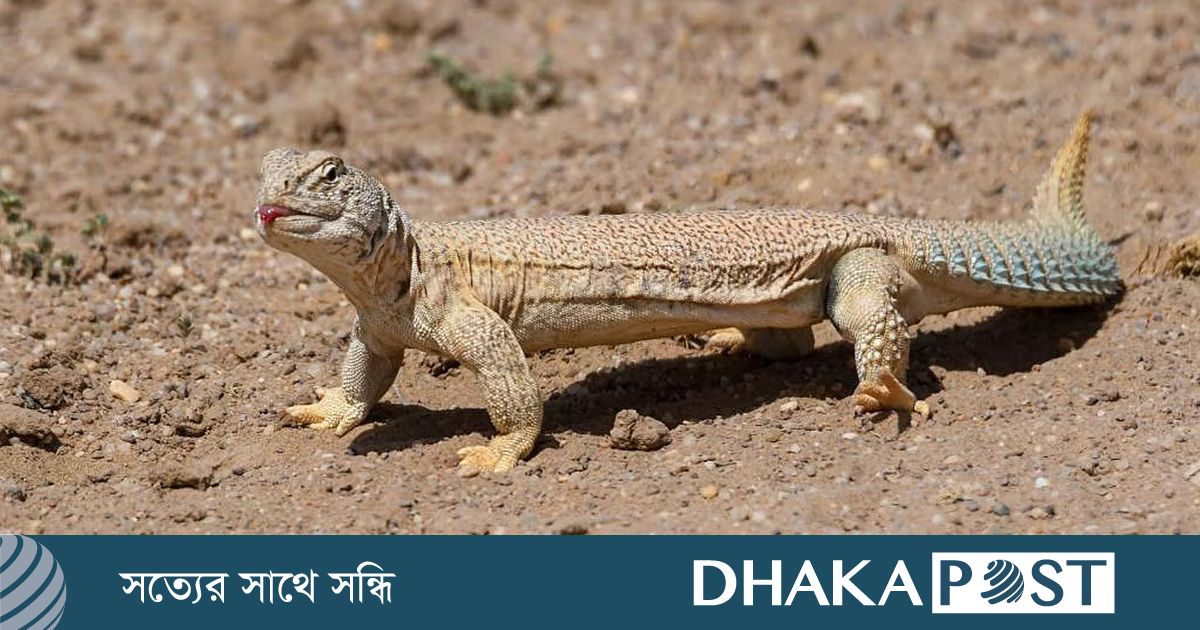 সান্ডা খাওয়া নিয়ে ইসলামে যা বলা হয়েছে