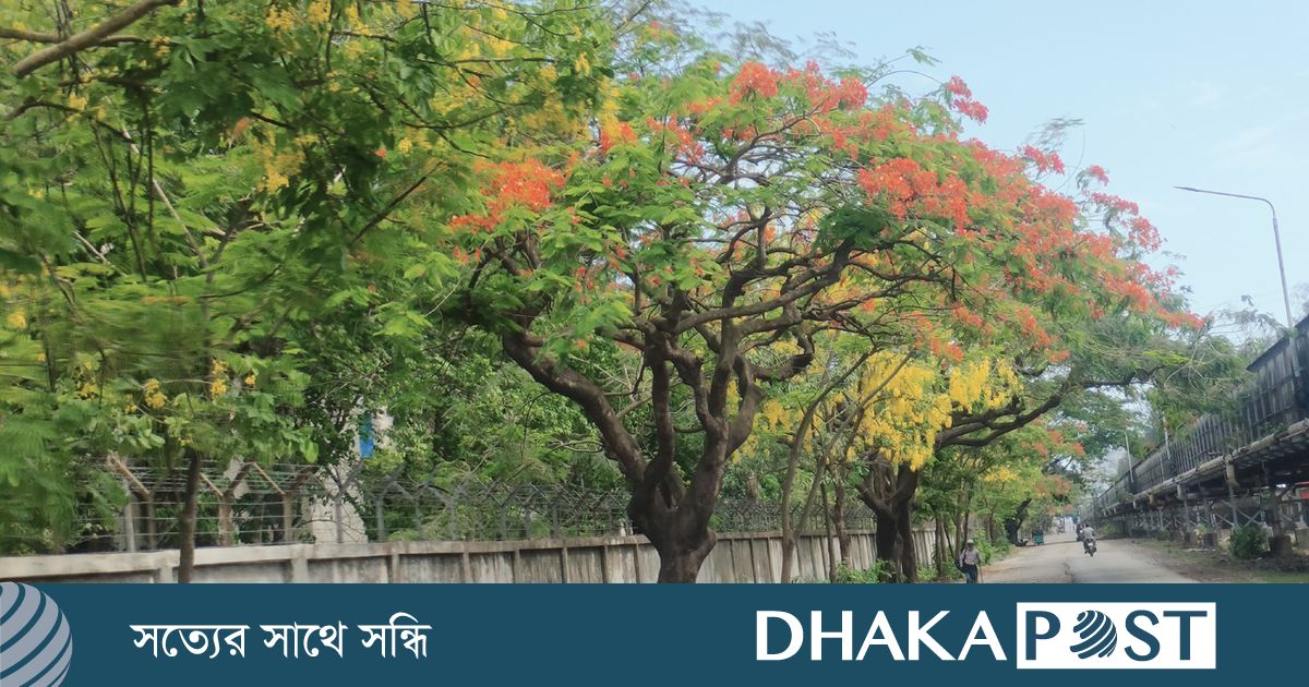 কৃষ্ণচূড়া-সোনালুর লাল-হলুদের রঙে সেজেছে সিইউএফএল সড়ক